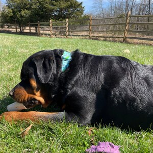 Fable Floral Purple Dog Collar Martingale Dog Collar Clip | Etsy