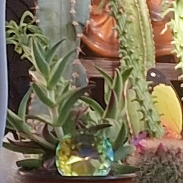 Live Mother of Millions / Devil’s Backbone / Kalanchoe Delagoensis - Etsy