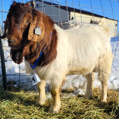 Goat Collar Plastic 6mm Chain With Metal Quick Link 20, 28 and 36 - Etsy