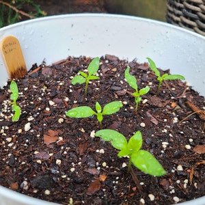 10 Turkish Corbaci Sweet Pepper Seeds - Sweet ! Unique ! Grown and ...