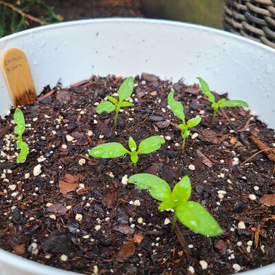 10 Turkish Corbaci Sweet Pepper Seeds Sweet Unique Grown and Harvested ...