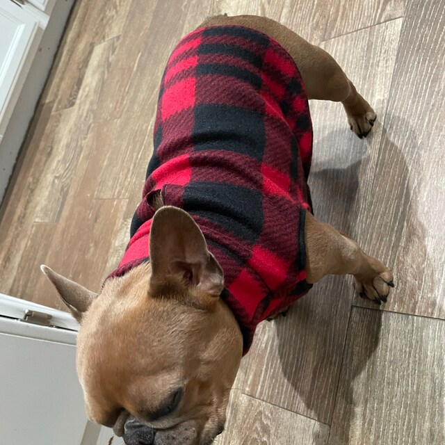 TheFabFrenchie - Etsy