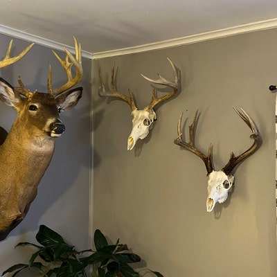 Eurohanger Skull Hanger Mount Bracket Deer Antelope Bear - Etsy