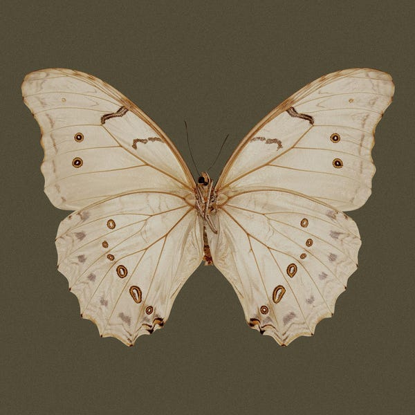 Vintage White Butterfly Print, Dark Moody Insect Printable Wall Art ...