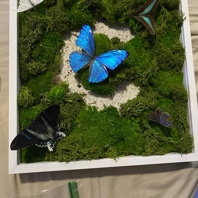 The Blue Adonis Morpho Butterfly, Morpho Adonis or M. Marcus Marcus ...