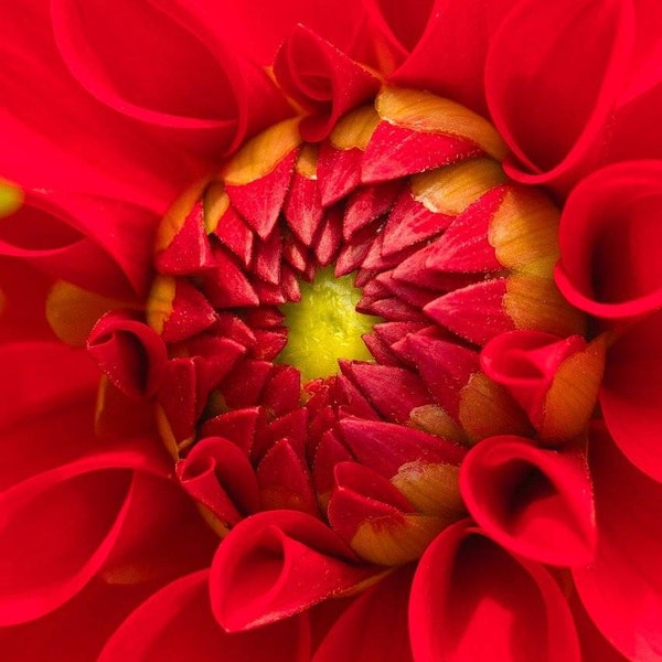 Howard Brush Full-sized Hand Carders (pair) TPI of Your Choice - Etsy