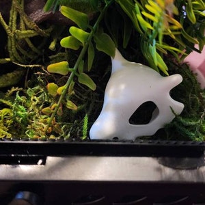 Jumping Spider or Tarantula Cubone Skull Decoration - Etsy