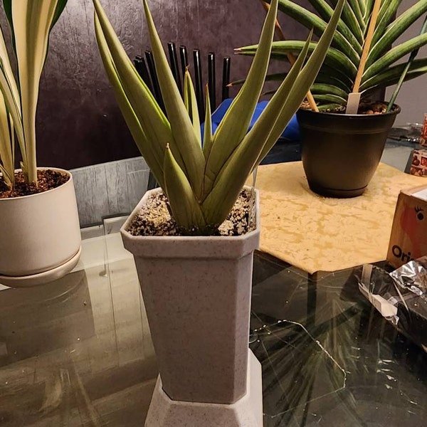 Tall and Narrow Plant Pot, Dark Green, 7-inch Height - Etsy
