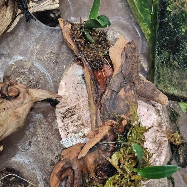 Bog Wood / Aquarium Décor / Terrarium / Reptile Tank / Aquascaping ...