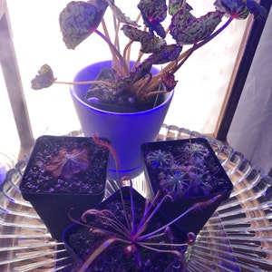 Peperomia Fagerlindii - Etsy