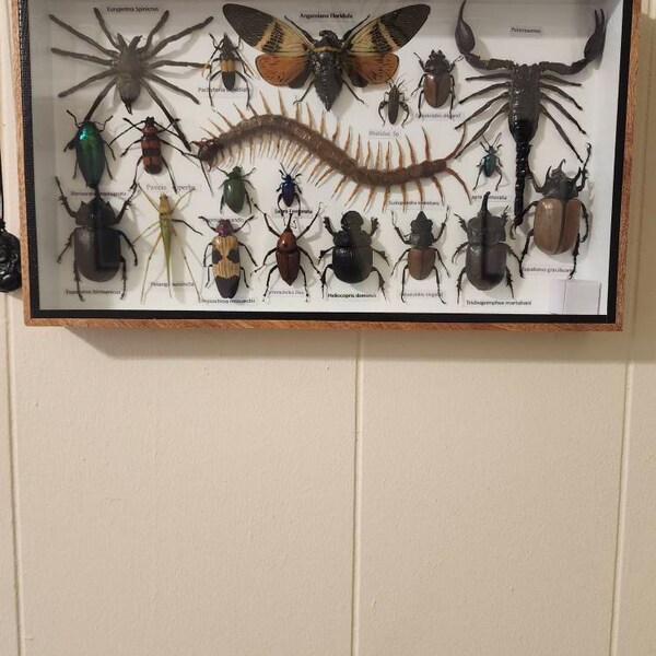 Real Exotic Set Poisonous Insects Mixed Taxidermy Big Specimens ...