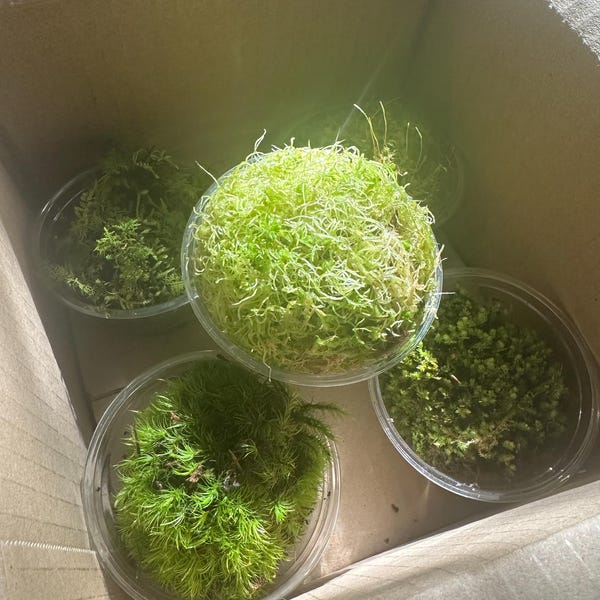 2 Pack Woodsy Thyme Moss - Etsy
