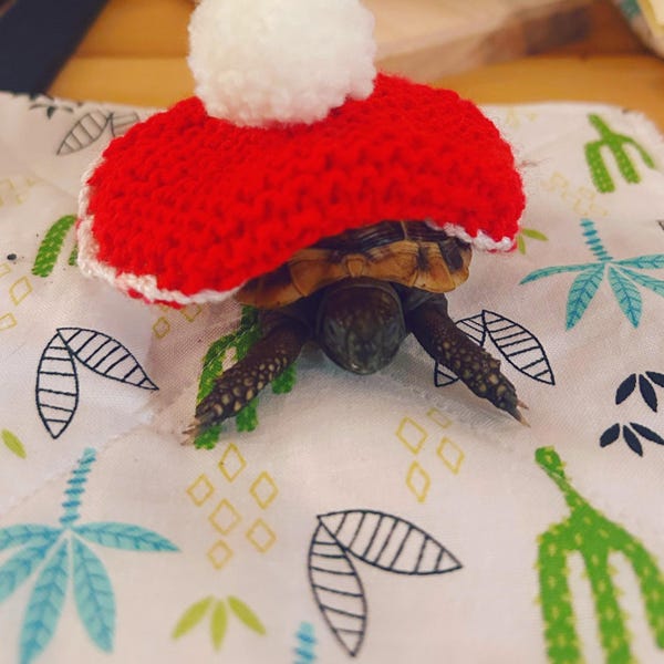 Santa Hat Tortoise Cosy, Pet Photo Prop, Pet Costume, Tortoise Costume ...