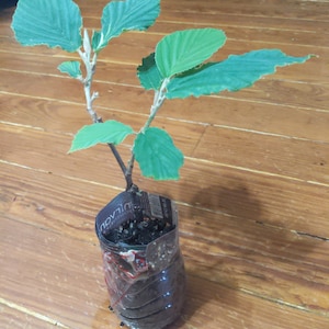 Hass Avocado Seedling 1 Year Old Plant Shipped in Pot With | Etsy