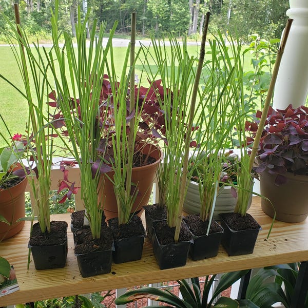 3 Musa poquito Banana Tree/ Banana Tree in 4 Inch Cups one Plant per ...