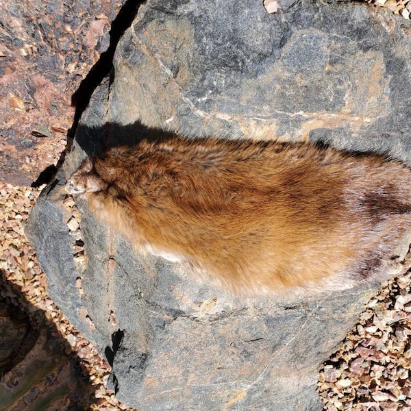 Muskrat Fur Pelt, Tanned - Etsy