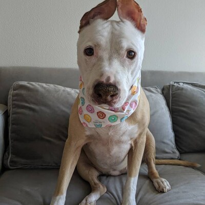 Handmade Snap-on Dog Bandana I Donut Do Mondays - Etsy
