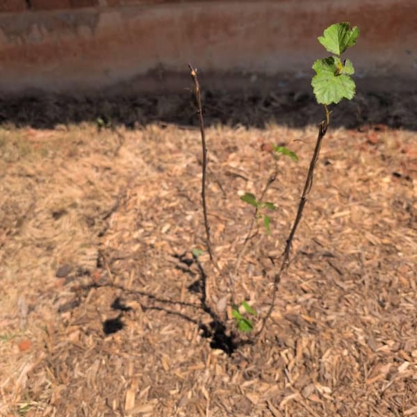 5 Pecan Tree 12-24in Tall Carya Illinoinensis Hardy Pecan Bare Root - Etsy