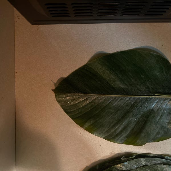 African Wooden Spoon/omorogun/swallow Turning Stick. - Etsy