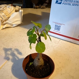 Bonsai Mint plectranthus Ernstii Caudex - Etsy