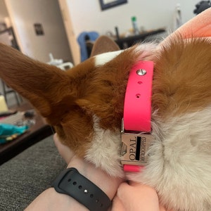 Rifle Paper Co Print Dog Collars 9 Cute Floral Trendy Patterns No ...