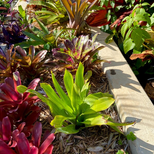 Bromeliad Portea jungles Small Pup - Etsy