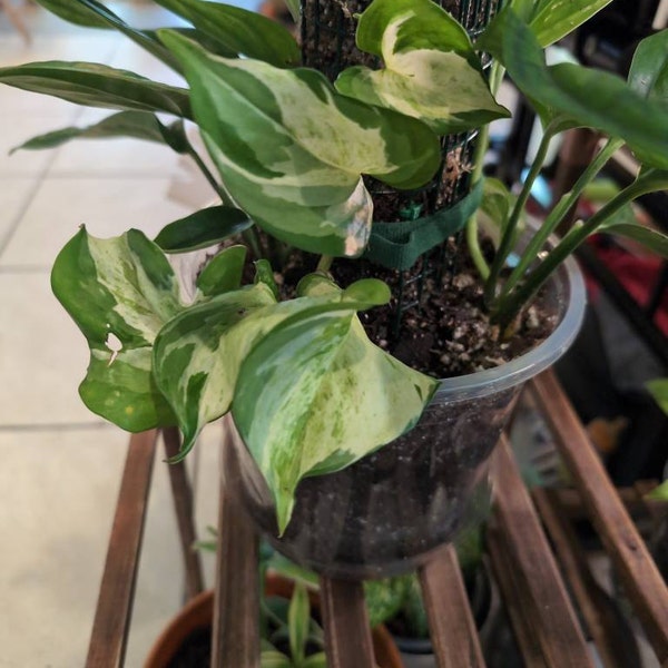 Potho Manjula High Viraigation Rare, Cuttings & Established Plants - Etsy