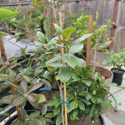 Dwarf Marina Strawberry Tree-1ft Tall Ship in 6 Pot - Etsy