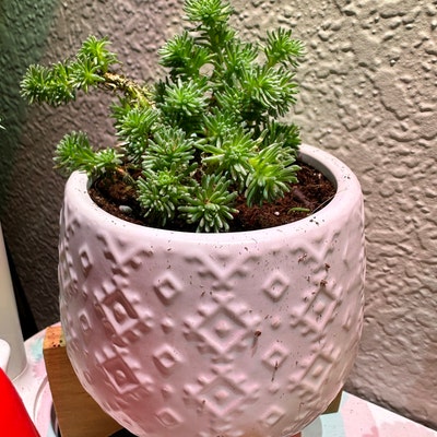 Mini Joshua Tree Succulent 4 Pot Thick and Full Sedum Multiceps Rare - Etsy
