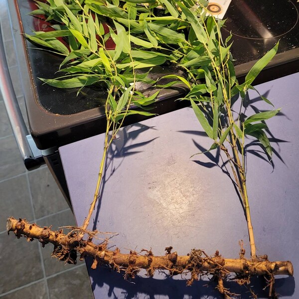Live Bamboo Culm With Root or Rhizome Starter Plant – Create Privacy ...