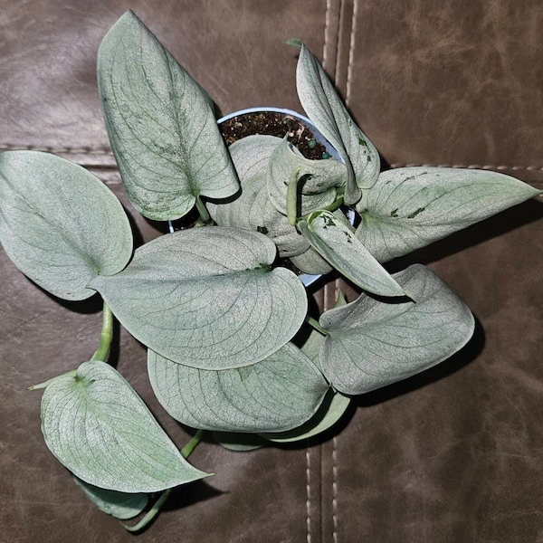 3” Sooo (TM) Silver Scindapsus Plant Pot - NEW CULTIVAR - Lush ...