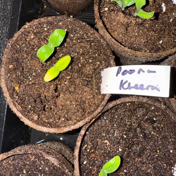 Snapdragon- Tall Spur Mix Seeds -deluxe Tall Mixed Colors - Heirloom - Etsy