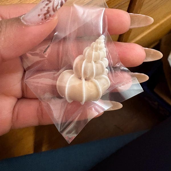 Trochus Radiatus/troca Natural Snail Shell 3/4"-1" Craft Seashells (5 ...