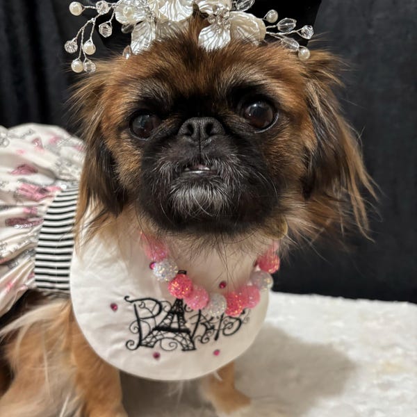 Butterfly Elegance White Glass Pearl Rhinestone Jewelry Collar Pet ...