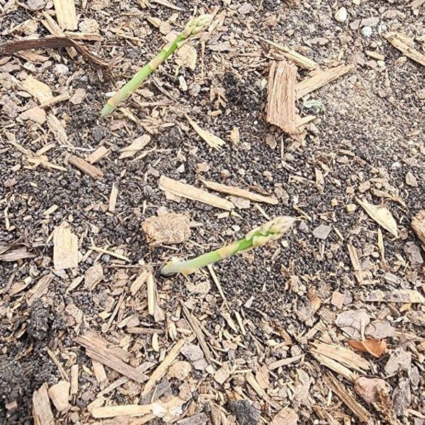 Golden-raspberry-plant-anne-non-gmo-buy-4-get-1 - Etsy