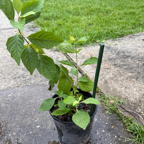 Snake Herb 1 Gallon Live Plant - Etsy