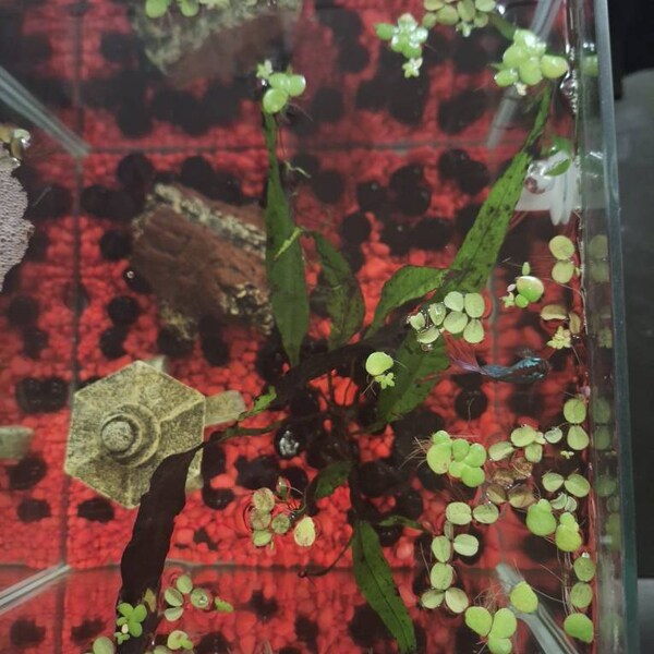 Starter Houseplant Cutting Bundle Satin Pothos, Pearl and Jade Pothos ...