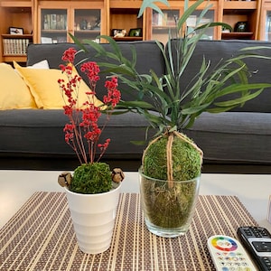 Mini Moss Wall Art in Miniature Embroidery Hoop Long Lasting | Etsy