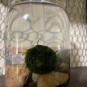 Large Java Moss Ball for Terrarium Planted Tank Live Aquarium ...