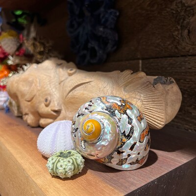 Brown Cockles Sea Shells 100g-500g Crafts Art Fish Tanks - Etsy UK