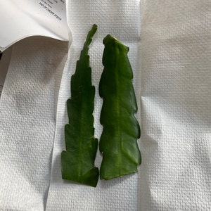 Disocactus Macranthus Golden Orchid Cactus Unrooted Succulent Plant ...