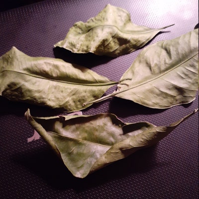 Natal Plum, Large Num Num Plant Cutting Organic Fruit Carissa ...