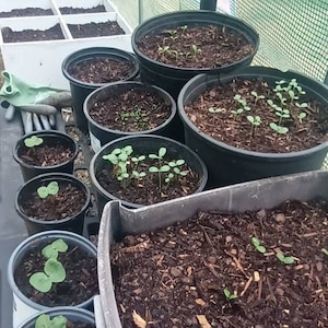 Extra Spirits Smudging Sage Fan - Etsy