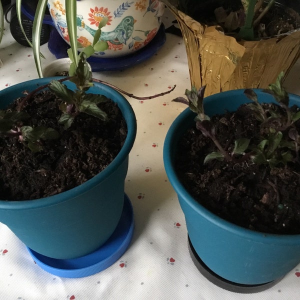 1 Gallon Pee Gee Hydrangea Bare Root Tree Hydrangeas/live Plants ...