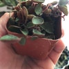 Peperomia ‘ruby Cascade’ Trailing Succulent, Indoor Plant - Etsy