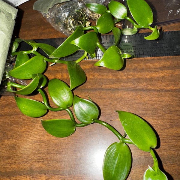 Philodendron White Princess 2 Starter Plant ALL STARTER PLANTS Require ...