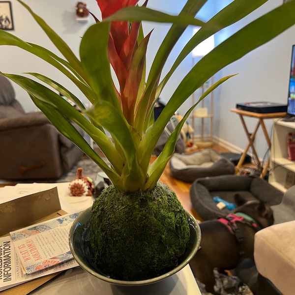 Pure White Bromeliad Kokedama Moss Ball, Japanese Indoor Garden ...