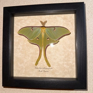 Real Comet Moth Phases of the Moon Argema Mittrei Resting Framed ...