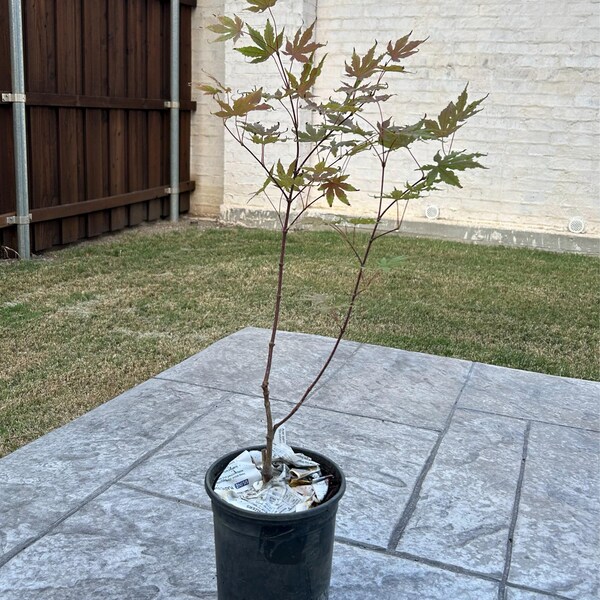 Pinus Densiflora 'pope' (pope Japanese Pine) Rare! - Etsy