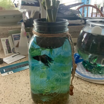 All Year-round Mason Jar Fish Garden half Gallon Size - Etsy